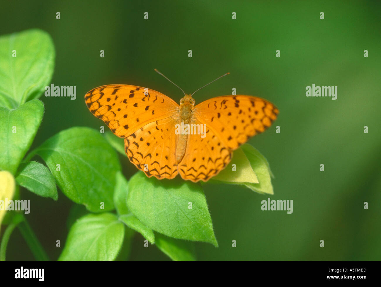 Common Leopard Butterfly, Phalanta phalantha, Nymphalidae Stock Photo ...