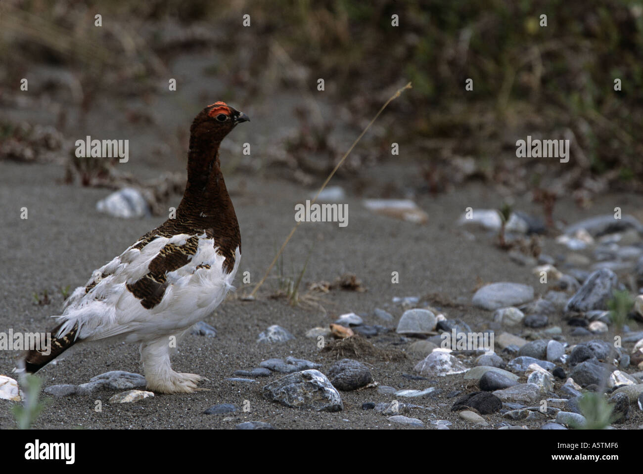 Alaska Arctic National Wildlife Refuge ANWR male willow ptarmigan in ...