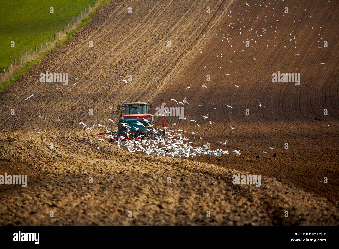 A farmer ploughing a field in the English countryside followed by ...