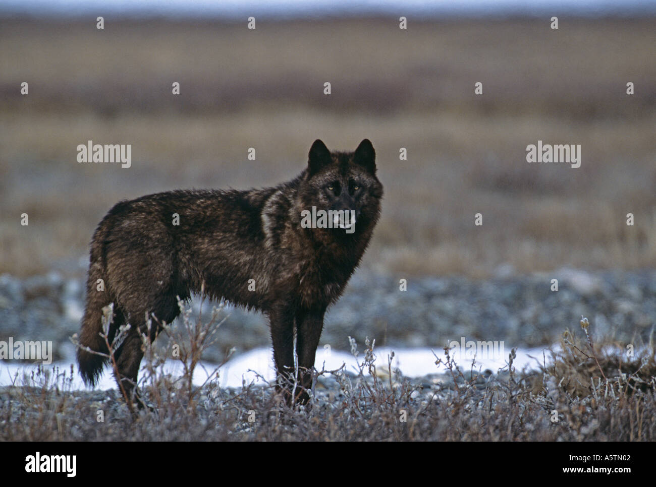 Alaska Arctic National Wildlife Refuge ANWR black grey wolf on tundra ...