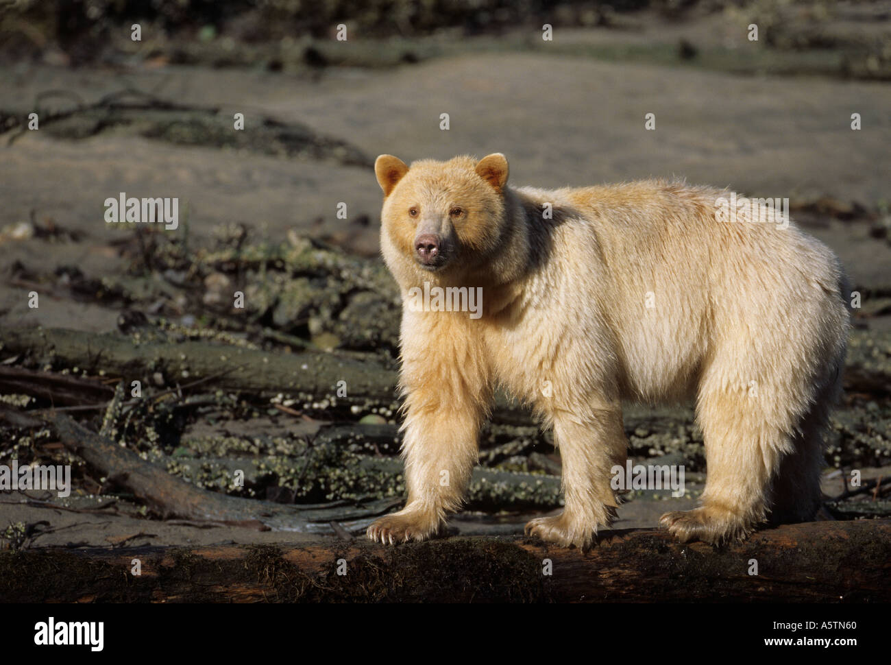 Canada British Columbia Great Bear Rainforest Spirit or Kermode white ...