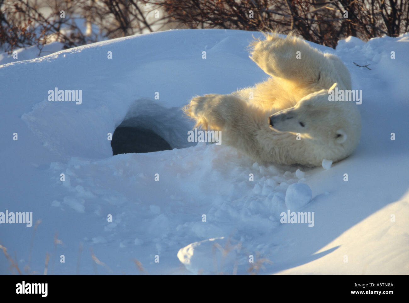 Polar bear mother on her back taking a snow bath at entrance to ...