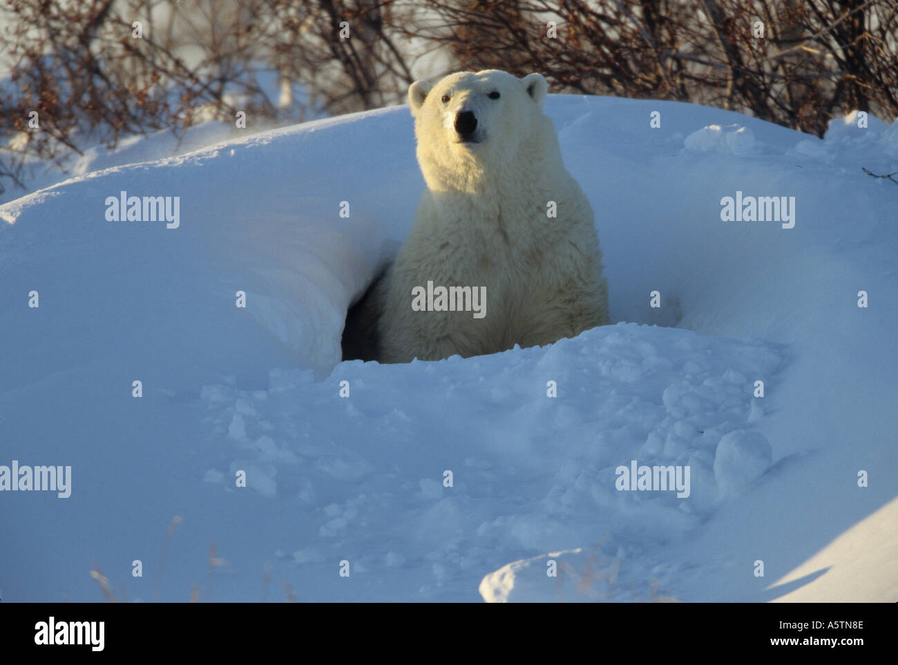 Polar Bear Den