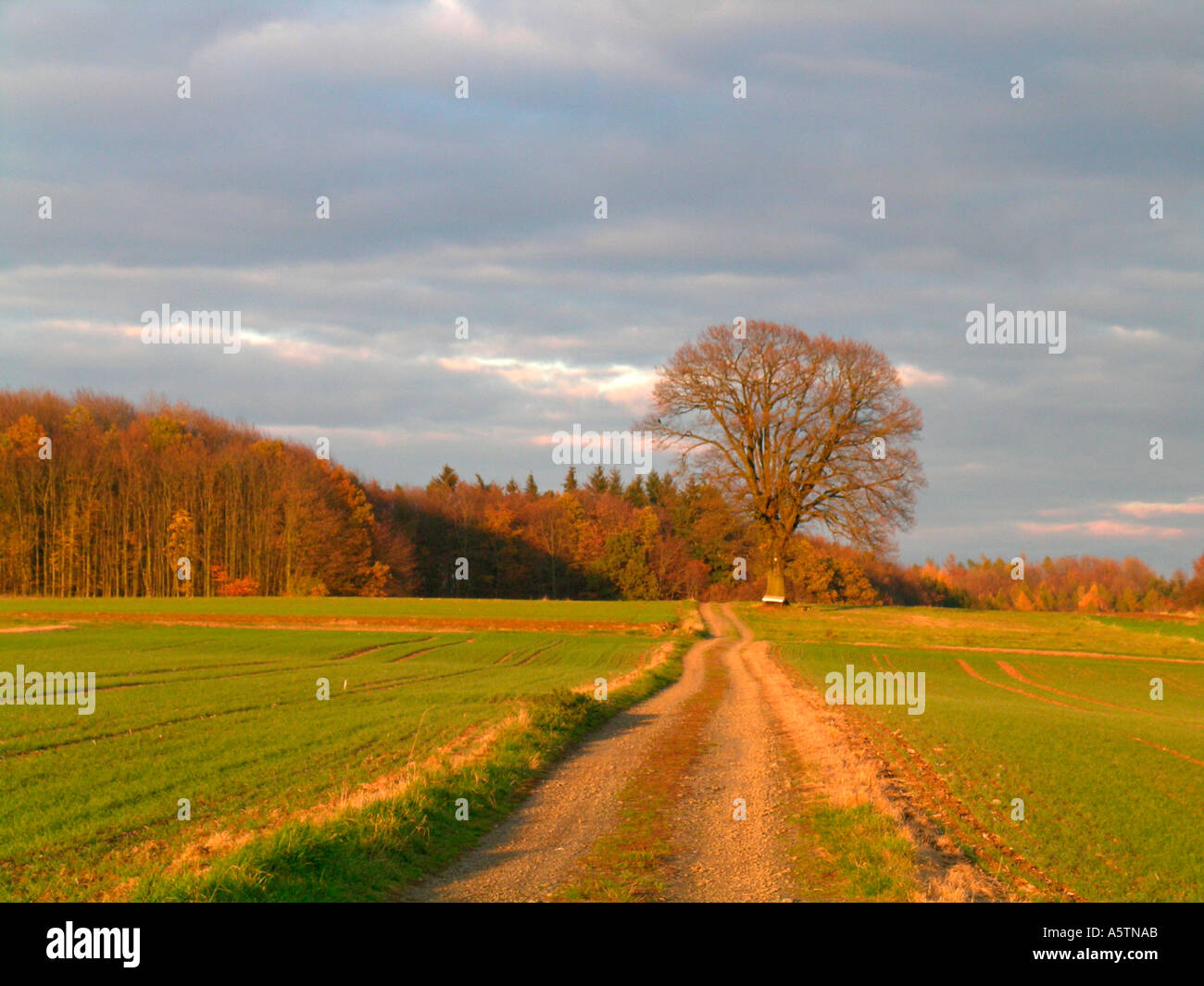 landscape in autumn with an old oak tree beneath a track across fields ...