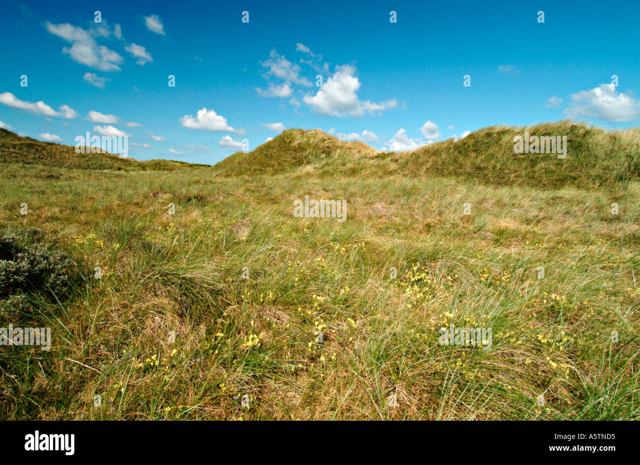 vegetation of dunes at the North Sea in Denmark Stock Photo - Alamy