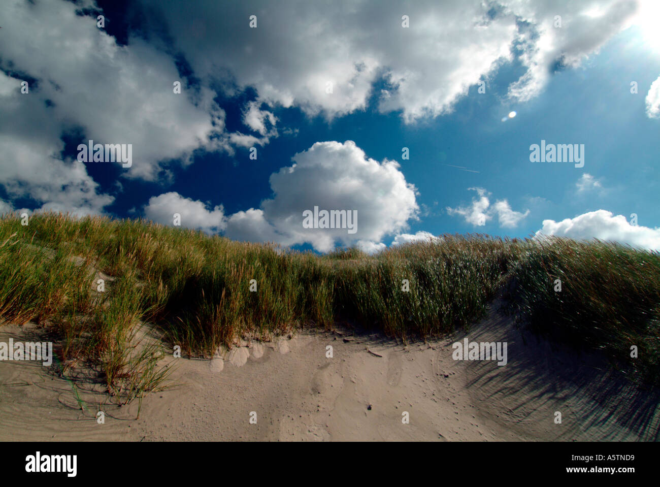 vegetation of dunes at the North Sea in Denmark Stock Photo - Alamy