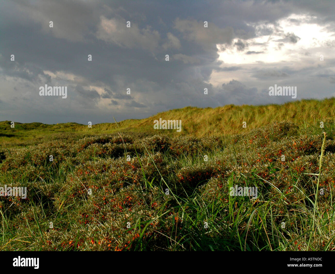 vegetation of dunes at the North Sea in Denmark Stock Photo - Alamy