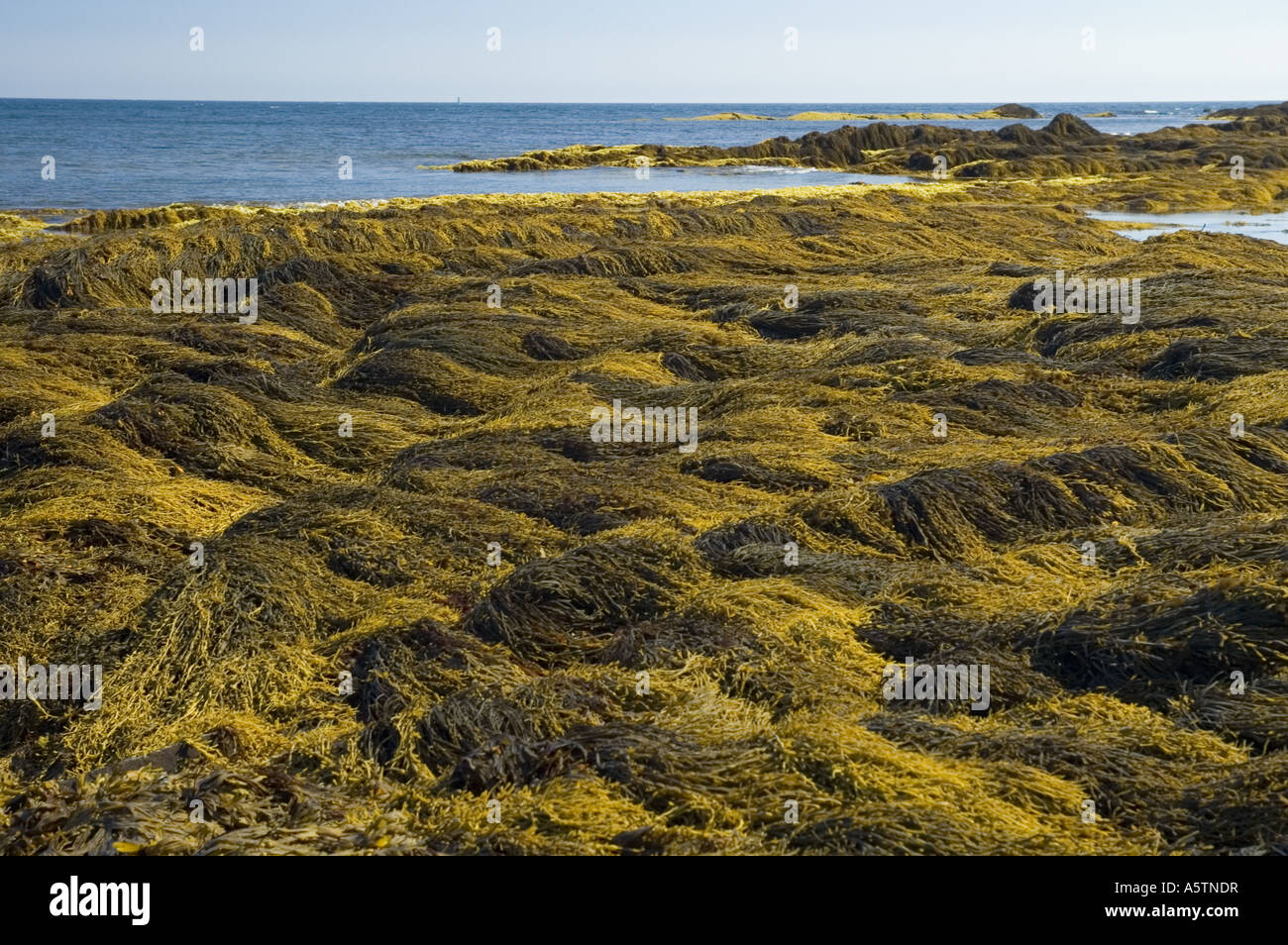 Seaweed Southeastern Coast Nova Scotia Canada Stock Photo - Alamy
