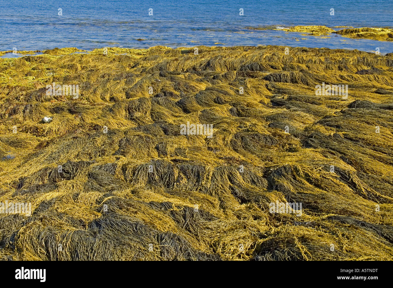 Seaweed Southeastern Coast Nova Scotia Canada Stock Photo - Alamy
