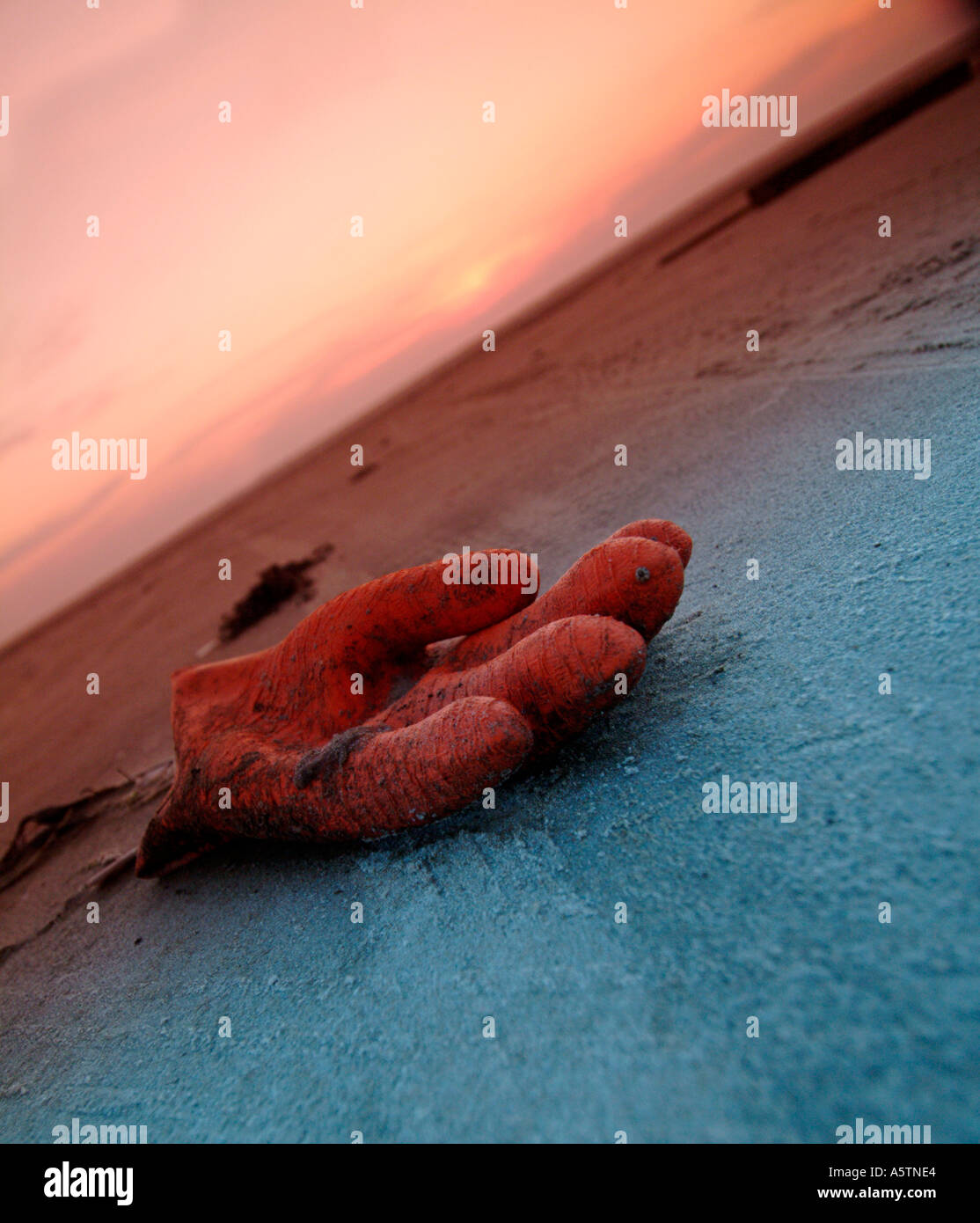 red rubber glove washed up on a beach by sunset Stock Photo - Alamy