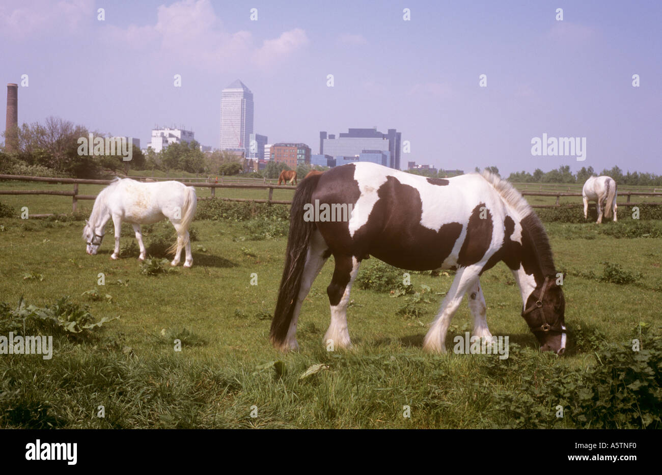 Horses grazing at Mudchute City Farm Docklands London UK with Canary ...