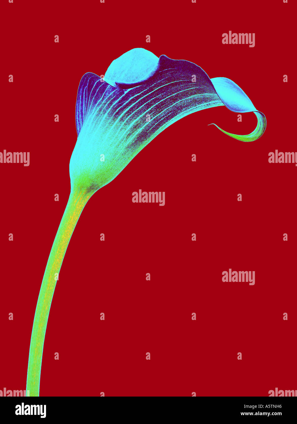 A colour-enhanced single stem Arum lily flower Stock Photo - Alamy