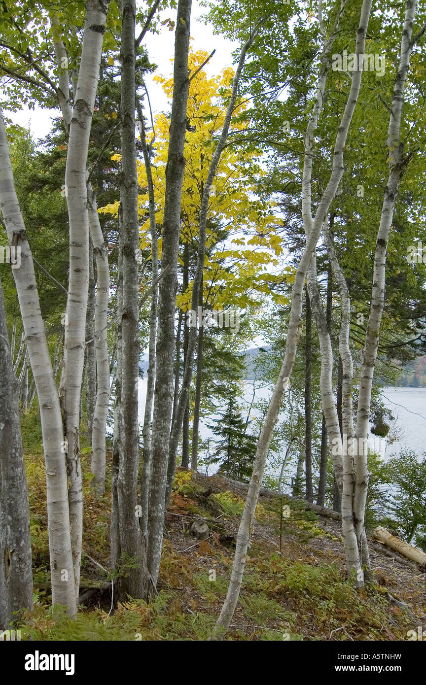 Birch trees nova scotia hi-res stock photography and images - Alamy