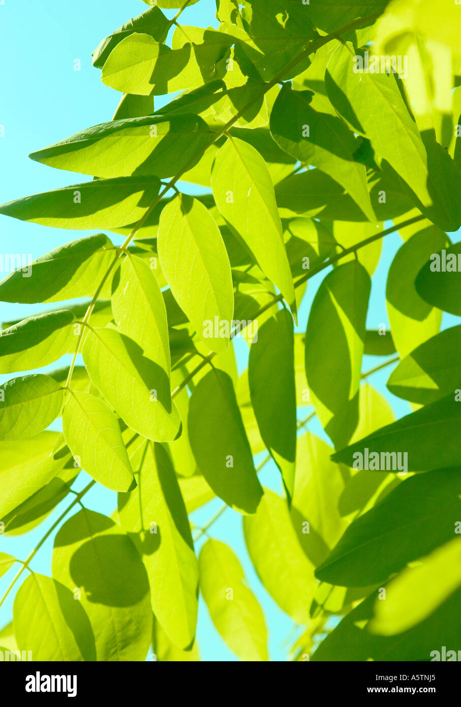 False acacia tree hi-res stock photography and images - Alamy