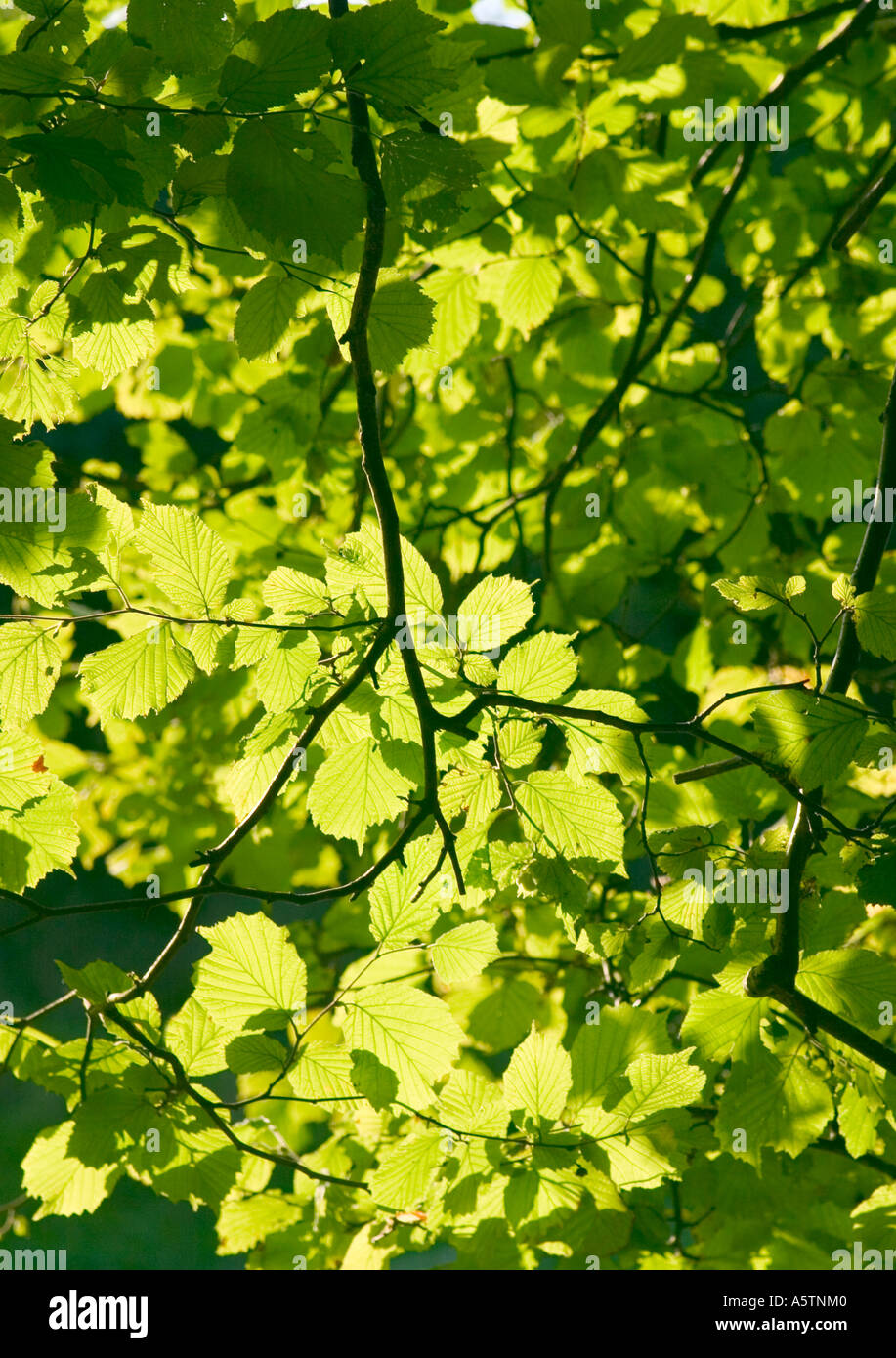 Fresh beech tree foliage backlit on a summers day Stock Photo - Alamy