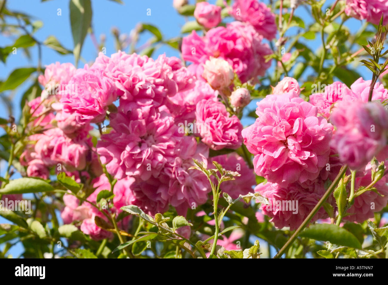 Rambling pink Roses with clear blue sky backdrop Stock Photo - Alamy