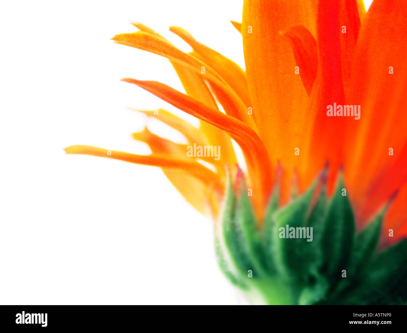 Close-up, side view of a Marigold - Calendula officinalis flower Stock ...