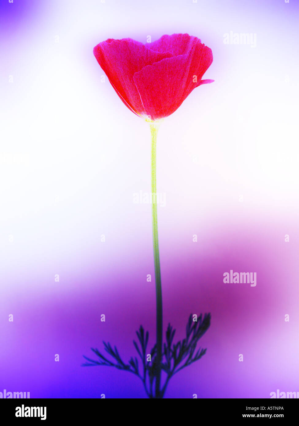 Color enhanced illustration hi-res stock photography and images - Alamy