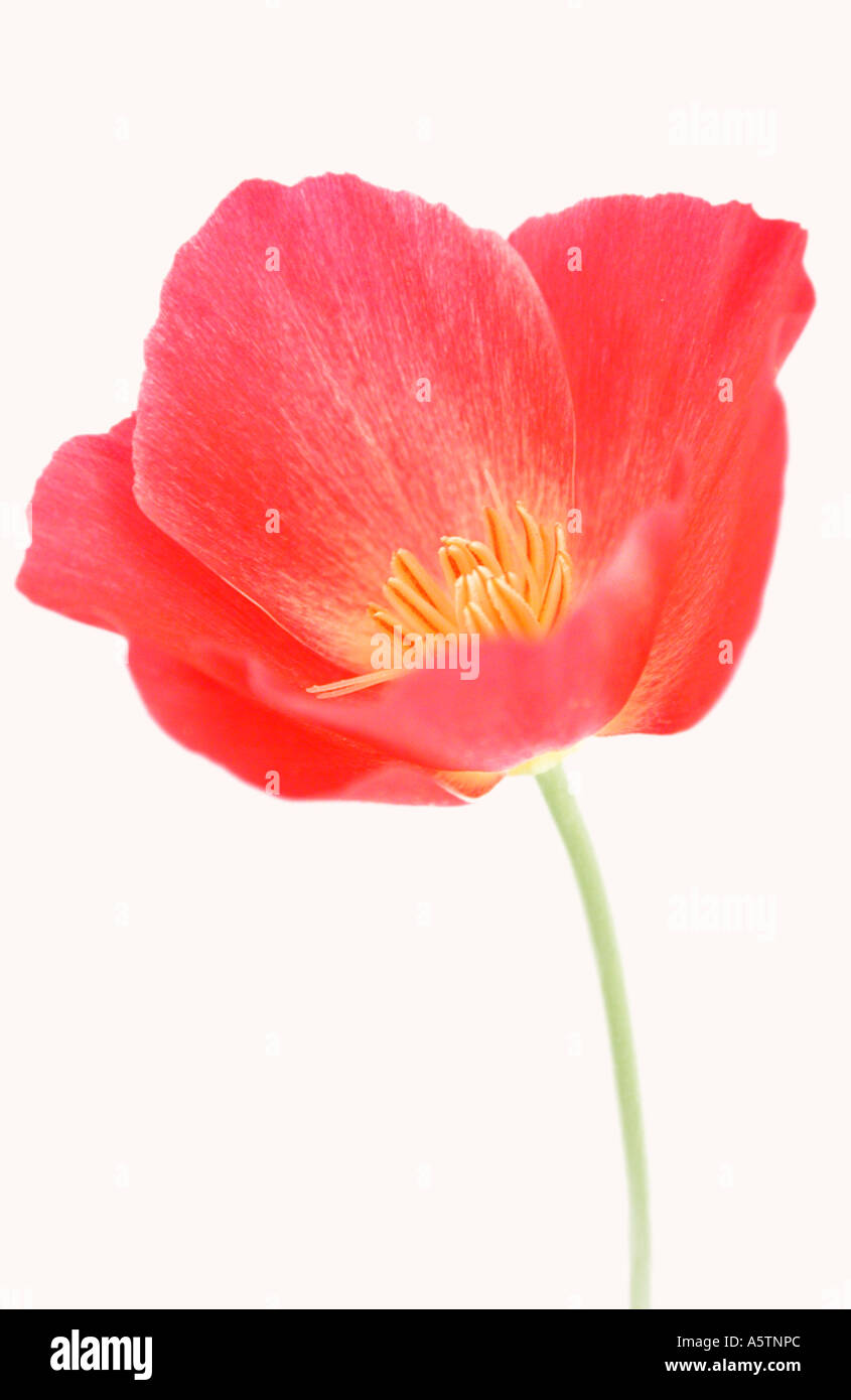 A close up of a single Poppy Stock Photo - Alamy