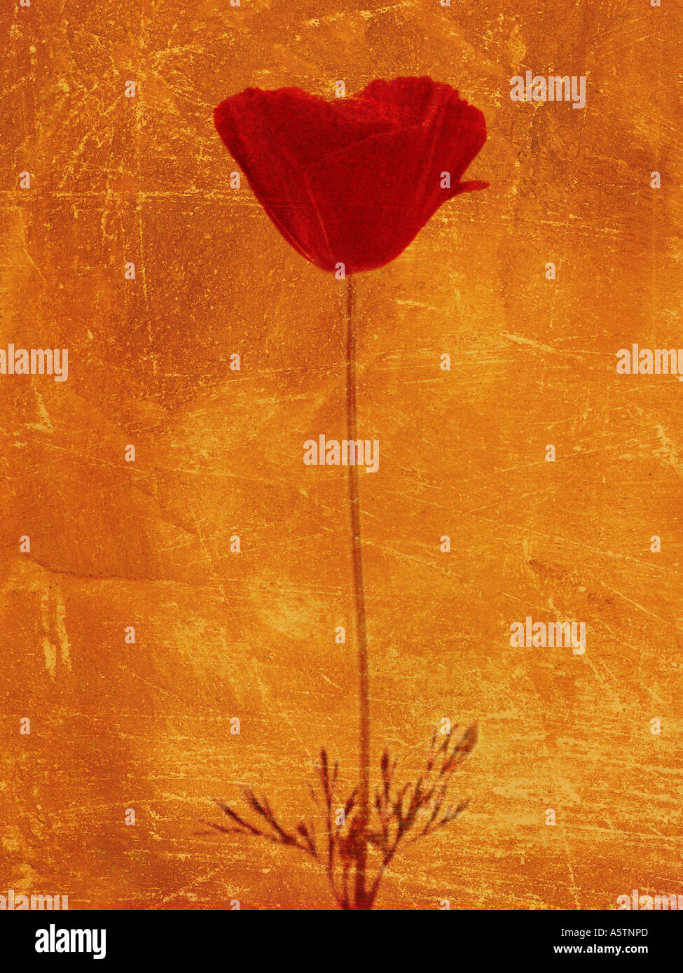 An illustrative single Poppy flower on an orange aged background Stock ...