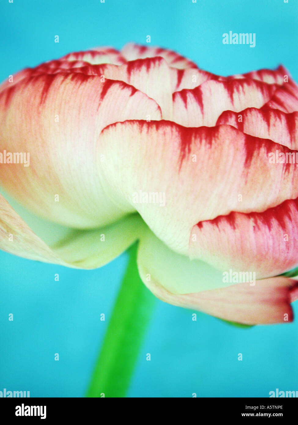 Flower patterns close up hi-res stock photography and images - Alamy