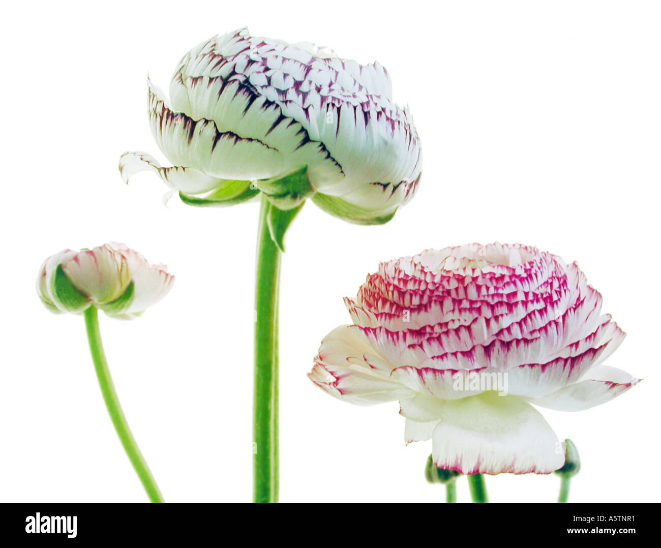 Single red ranunculus flower Cut Out Stock Images & Pictures - Alamy