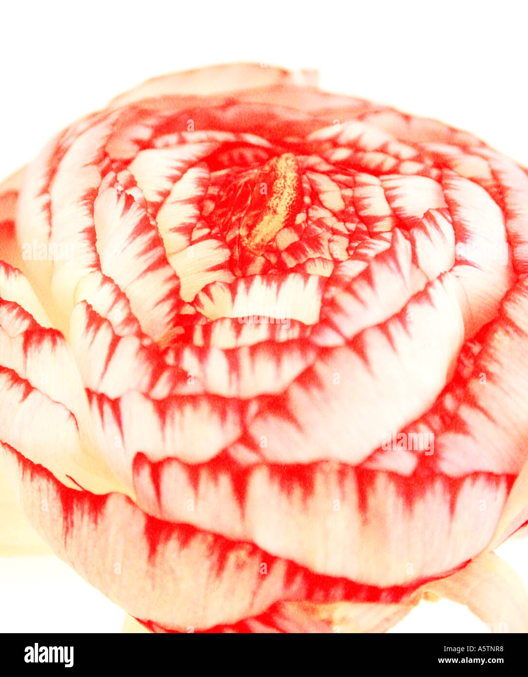 Passion flower heads white background hi-res stock photography and ...