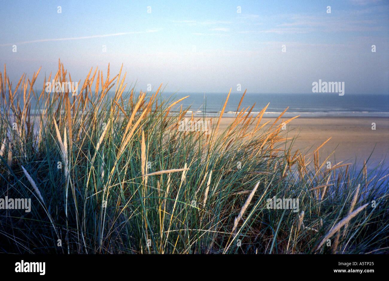 dune vegetation at the beach of North Sea in Denmark Stock Photo - Alamy