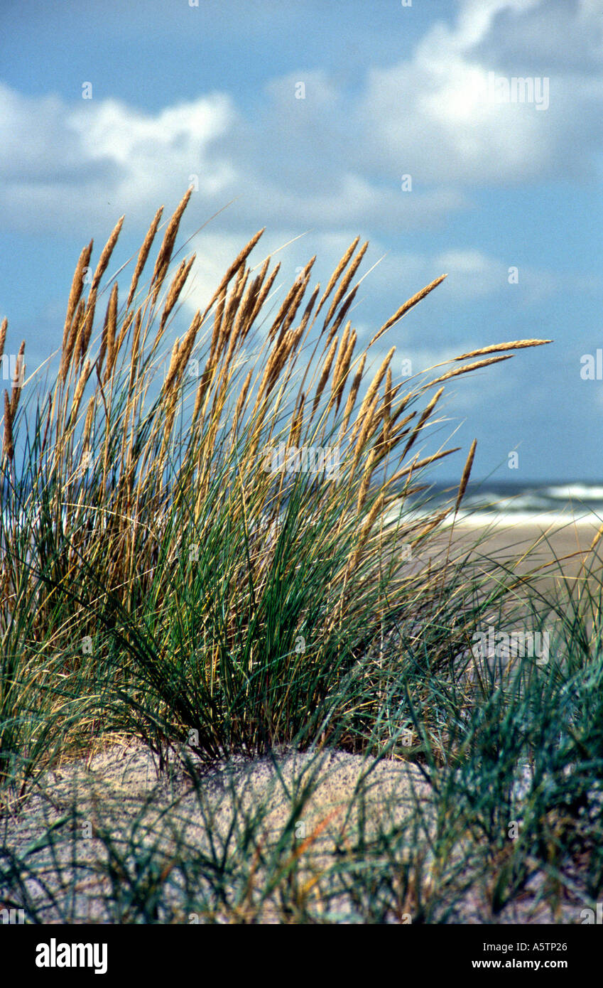 dune vegetation at the beach of North Sea in Denmark Stock Photo - Alamy