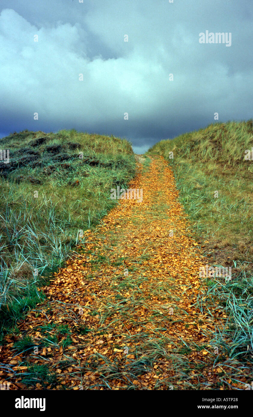 stormy clouds over a foot path in dunes at the beach of North Sea in ...