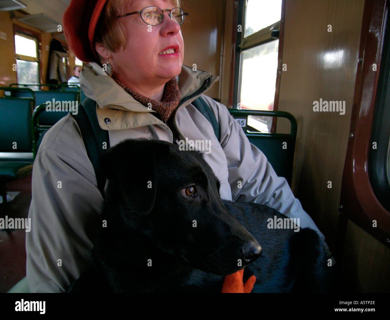 Dog driving train hi-res stock photography and images - Alamy