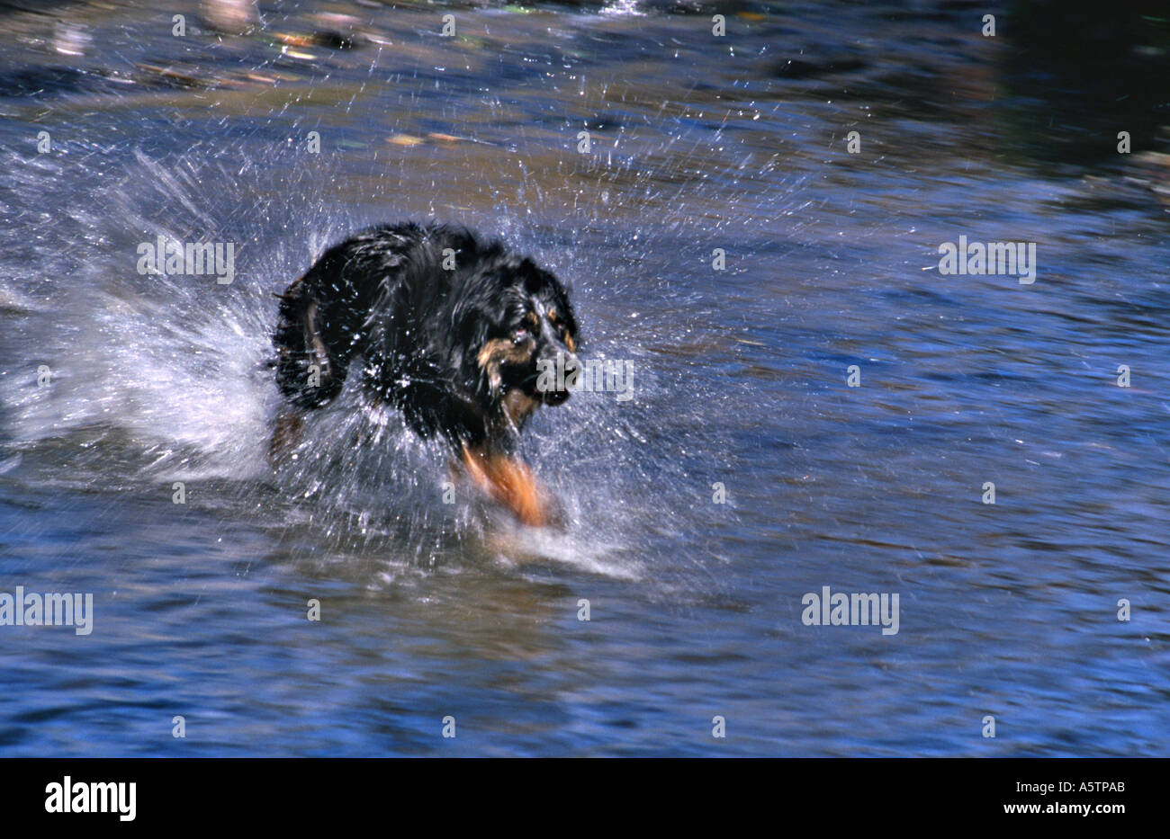 PR dog running in the water at a brook Stock Photo - Alamy