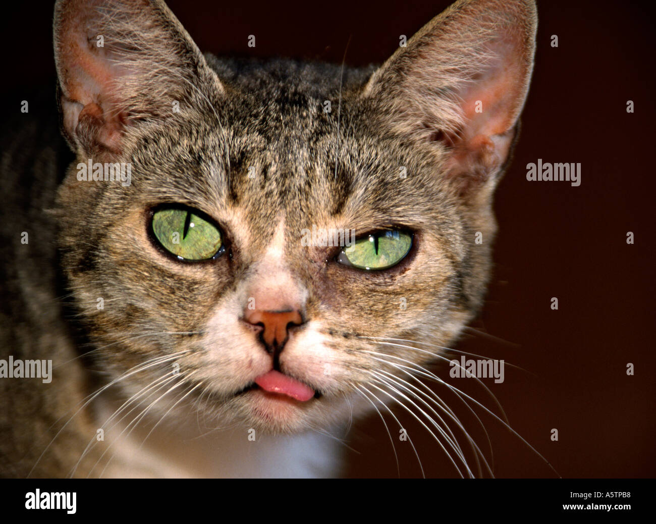 cat with a silly face Stock Photo - Alamy