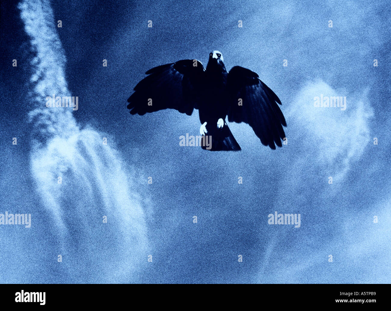 big bird flying Stock Photo - Alamy