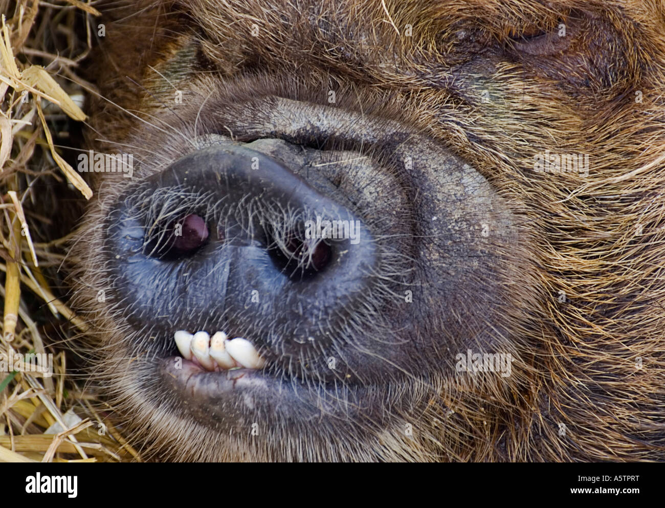 Close-up of snout and teeth of Kune Kune pig Stock Photo - Alamy