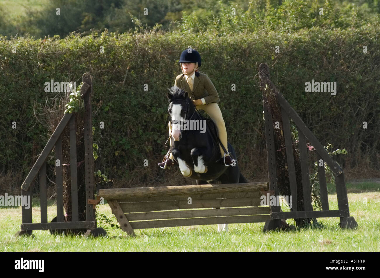 Country show pony hi-res stock photography and images - Alamy