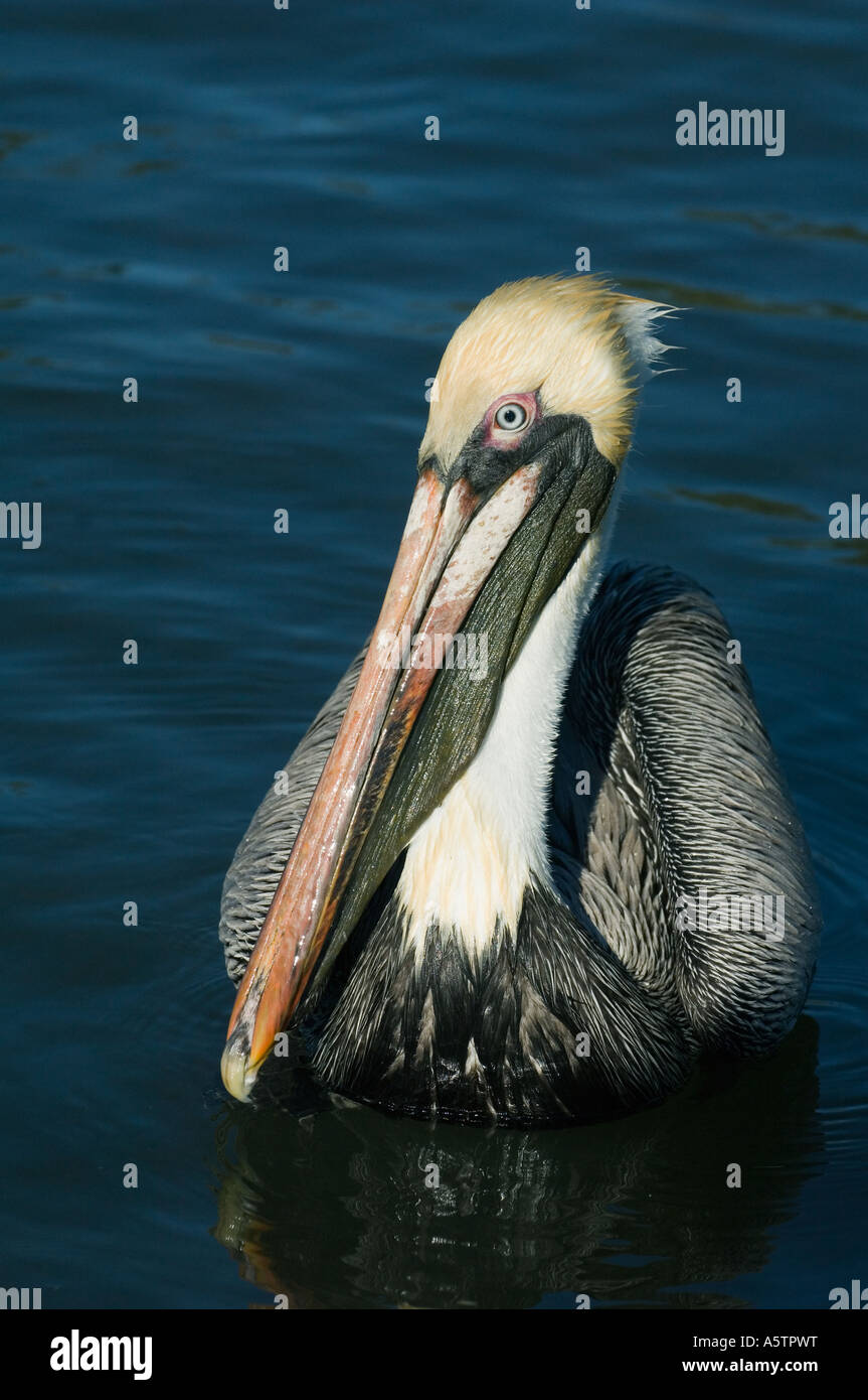 Brown Pelican (Pelecanus occidentalis)Adult Gulf Coast Florida USA ...