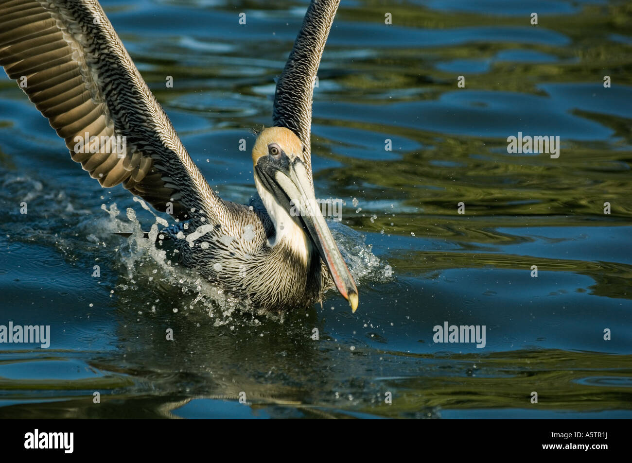 Brown Pelican (Pelecanus occidentalis) Adult landing, West Coast ...