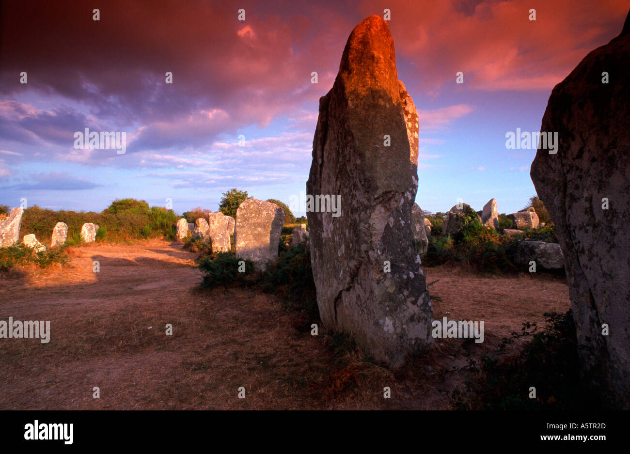 menhirs standing stones in evening sun in Carnac Brittany France Stock ...