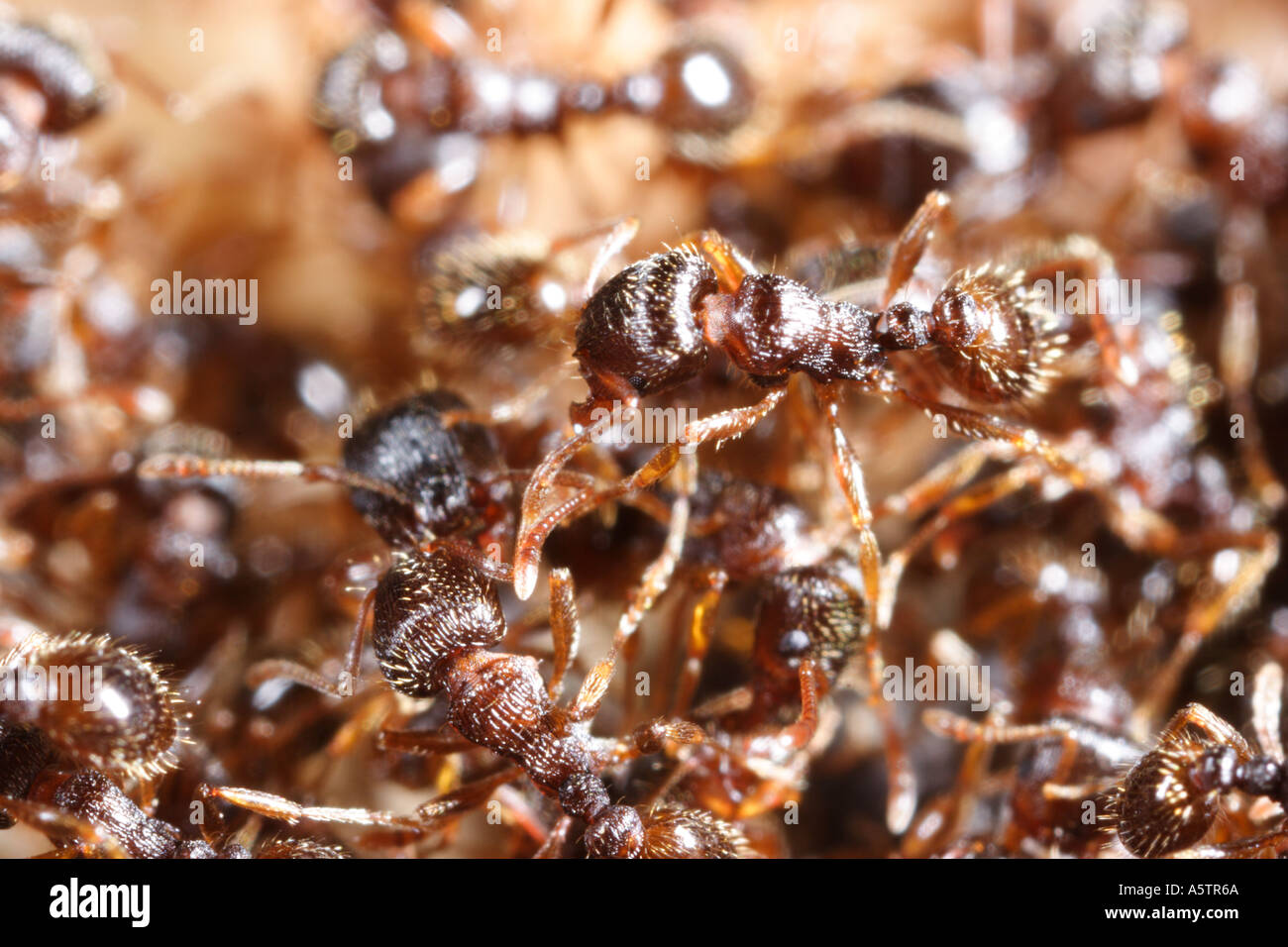 All about ants hi-res stock photography and images - Alamy