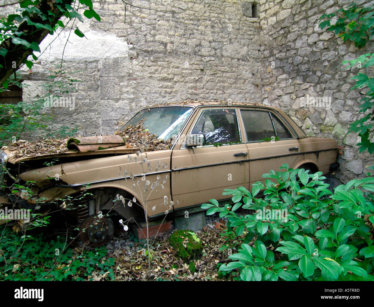 wreck of an old car Mercedes in brushwood Stock Photo - Alamy