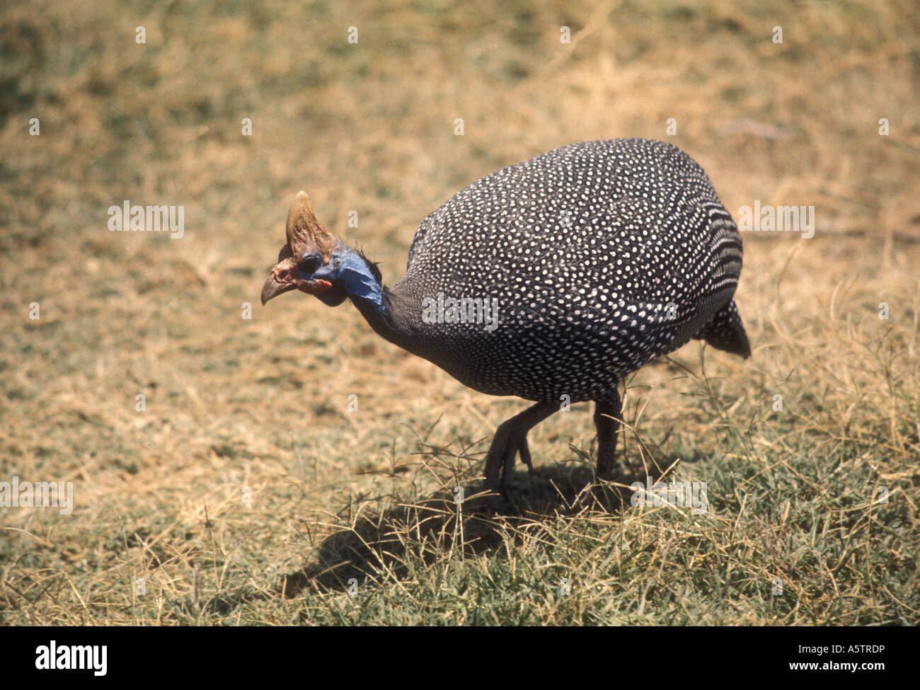 Numid hi-res stock photography and images - Alamy