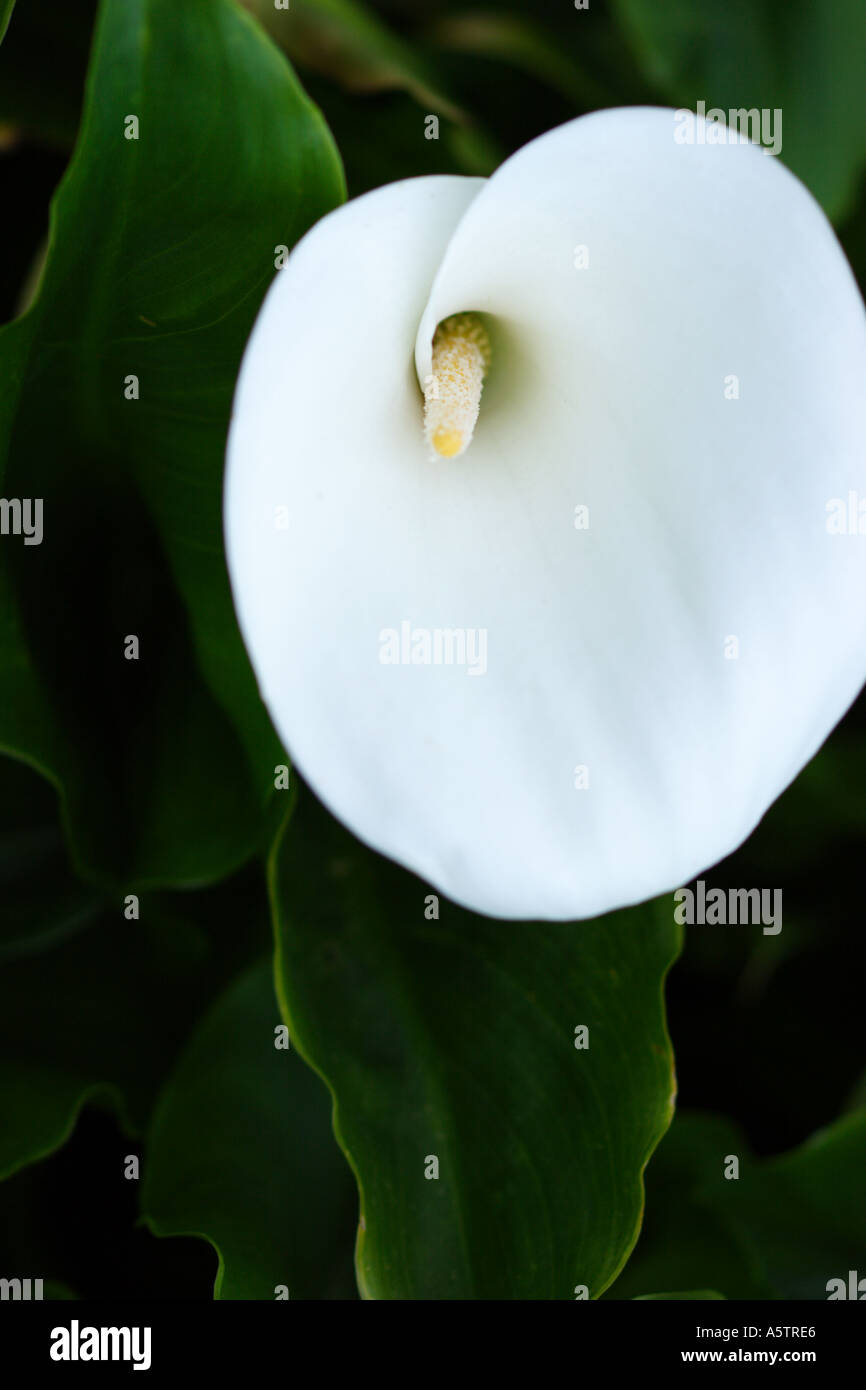 Flowering calla lily hi-res stock photography and images - Alamy