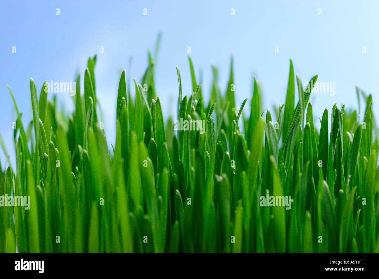 Tall wheatgrass hi-res stock photography and images - Alamy