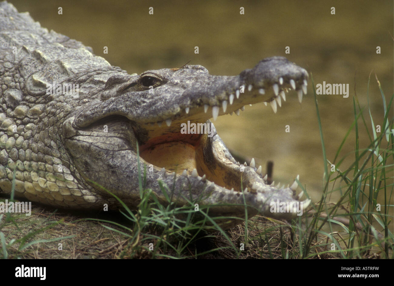 Mature Nile Crocodile with mouth wide open showing teeth Kenya East ...