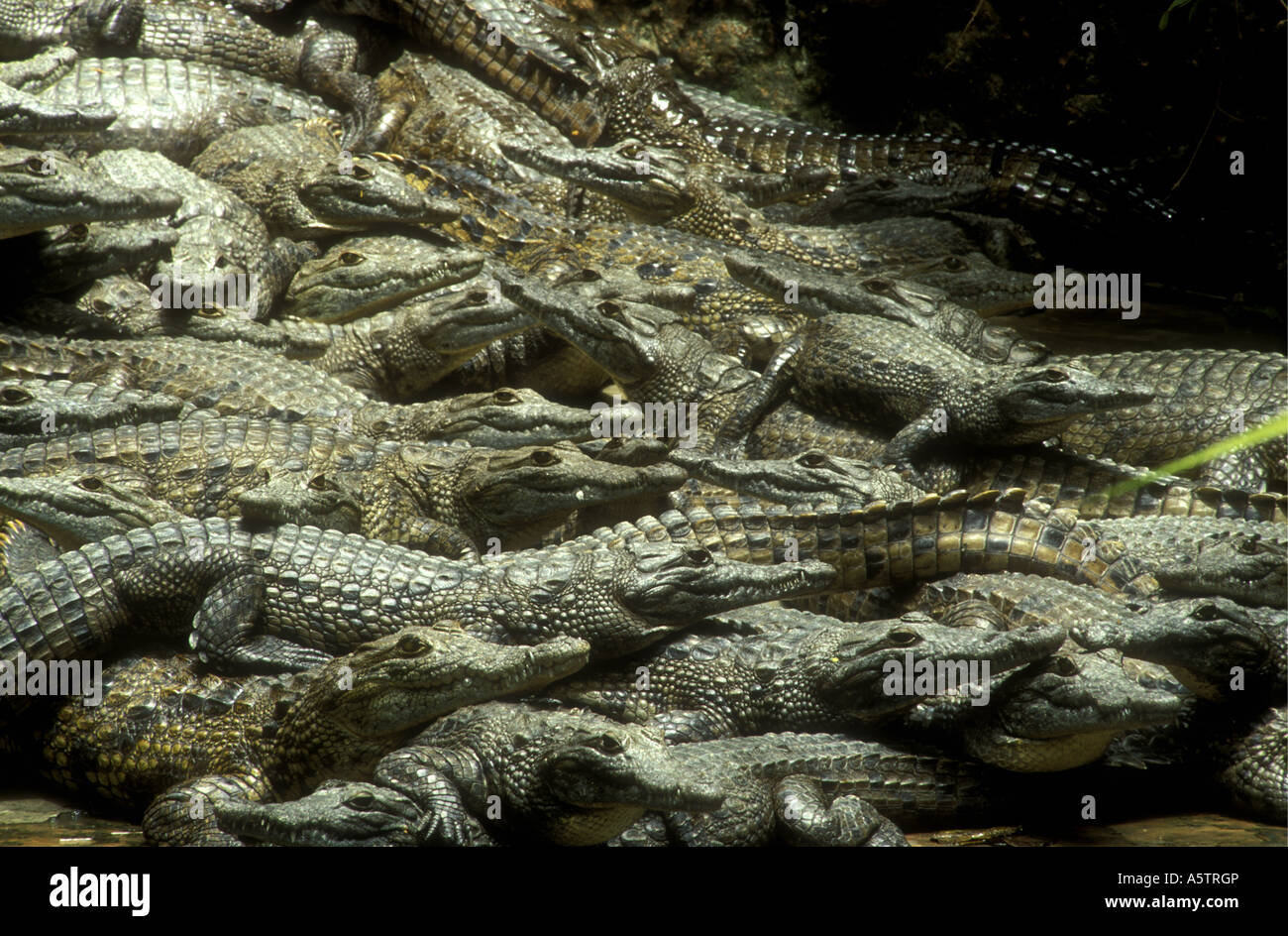 Young baby Nile Crocodiles lying on top of each other at Bamburi ...