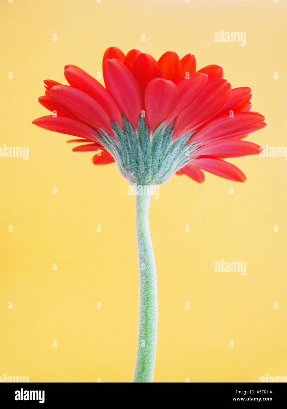 Pale yellow background hi-res stock photography and images - Alamy