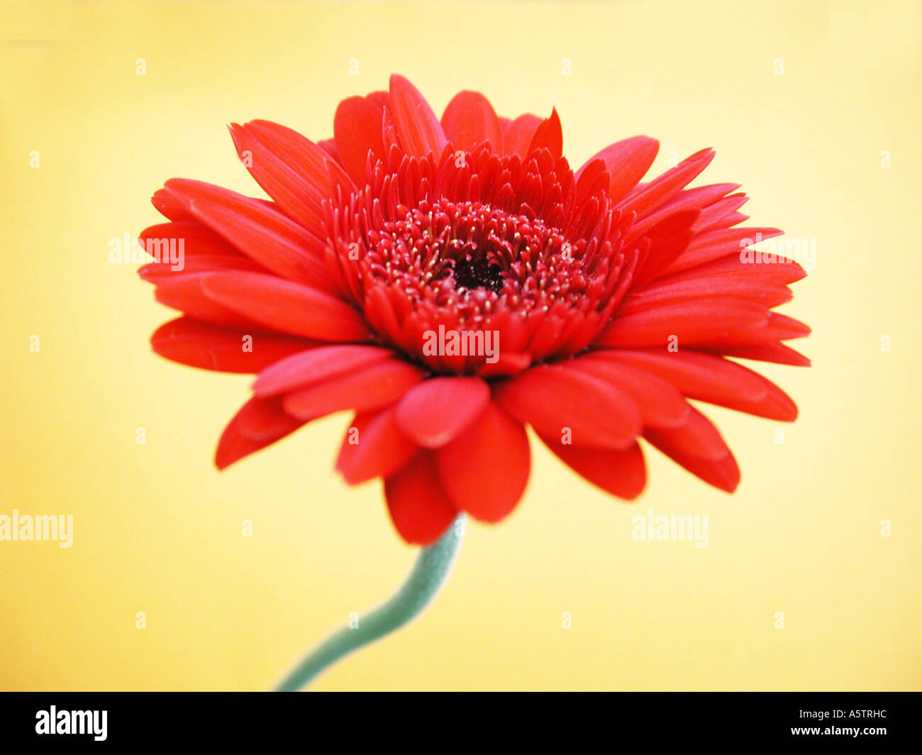 Red in yellow hi-res stock photography and images - Alamy