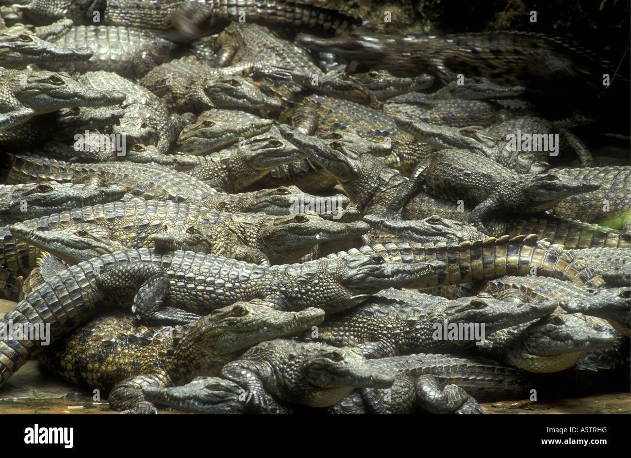 Baby African Crocodile