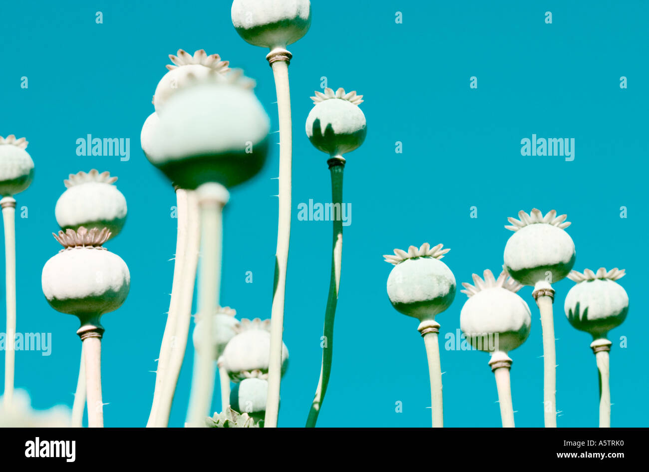 An abstract colour-enhanced shot of poppy seed head's Stock Photo - Alamy